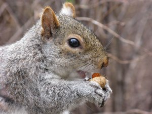 Squirrels and Fiber | POTs and PANs