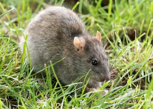 Rats Attack Fibre! | POTs and PANs